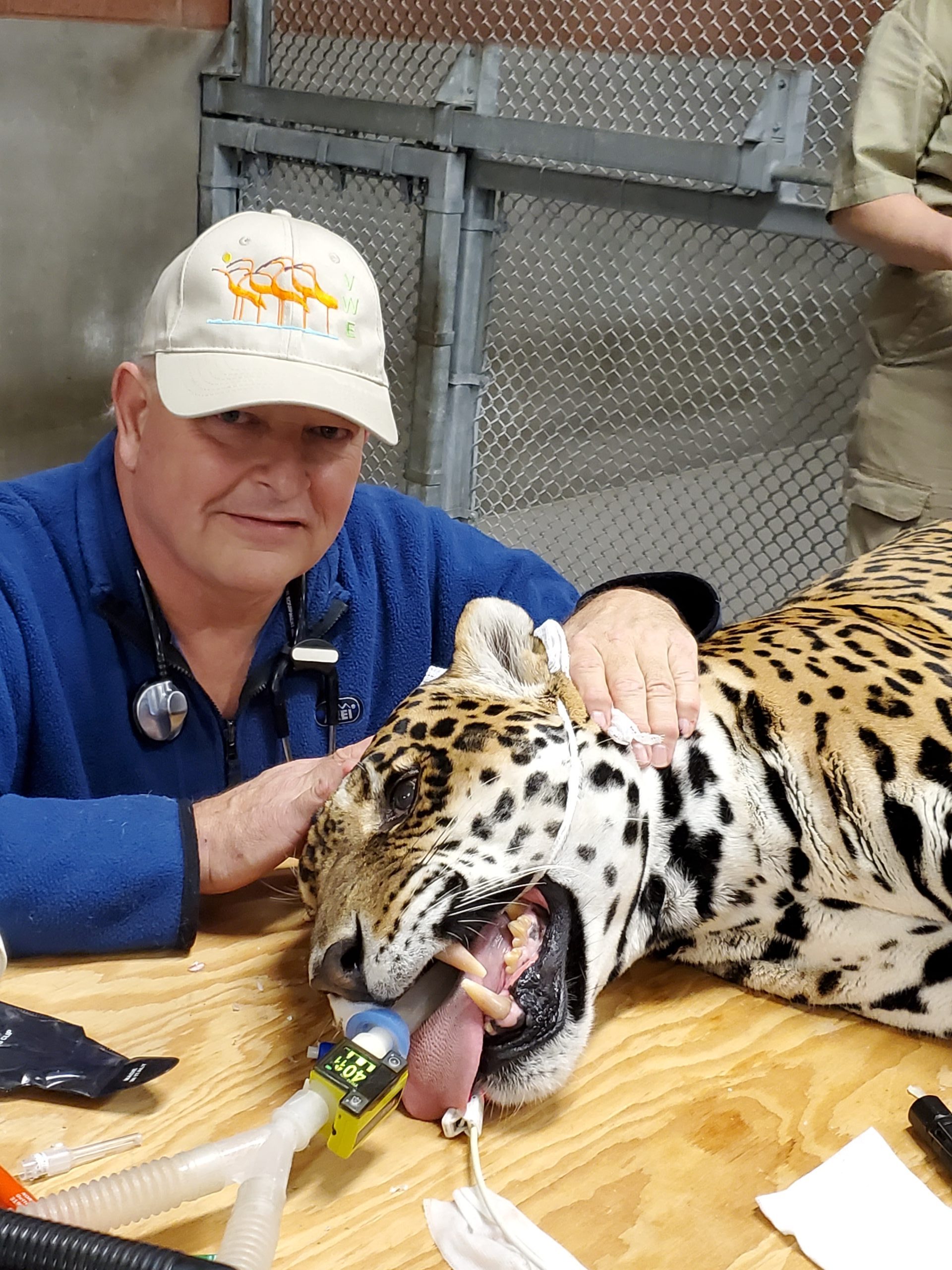 The role of wildlife health management in disease control