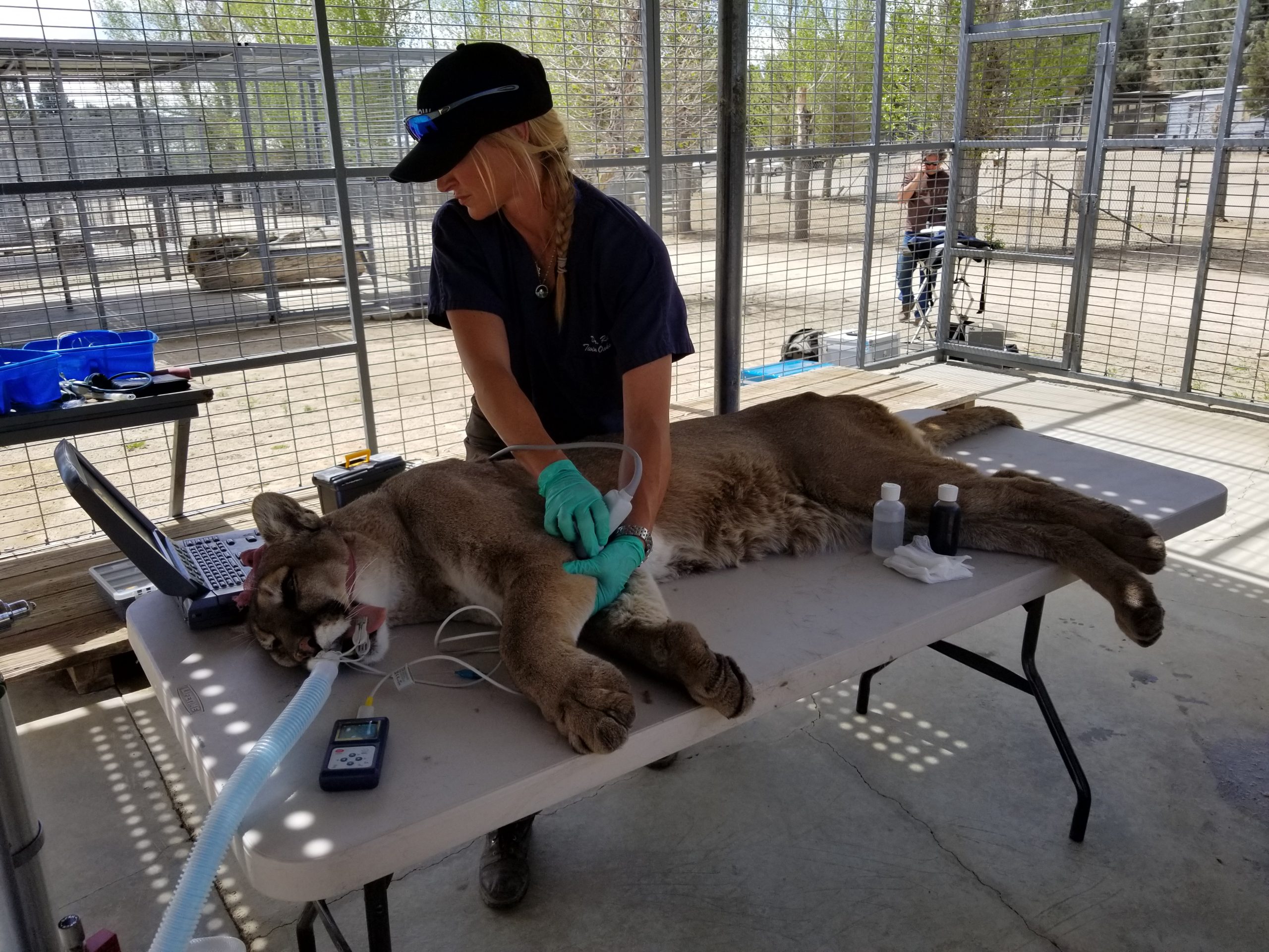 The Role of Wildlife Medicine in Animal Conservation