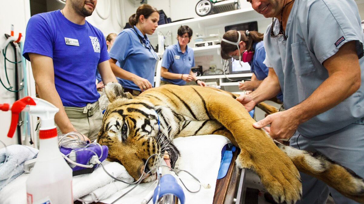 Providing Exotic Wildlife Veterinary Services with Care
